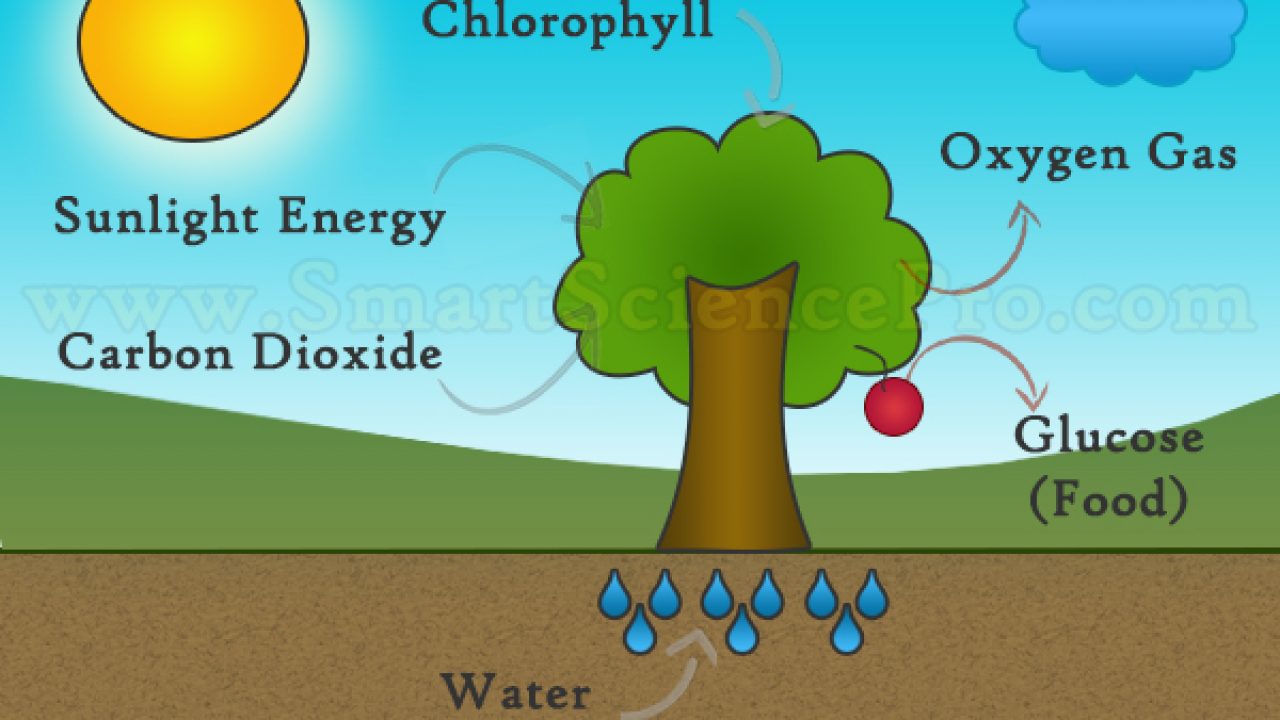 Importance Of Photosynthesis To Life On Earth - The Earth Images ...